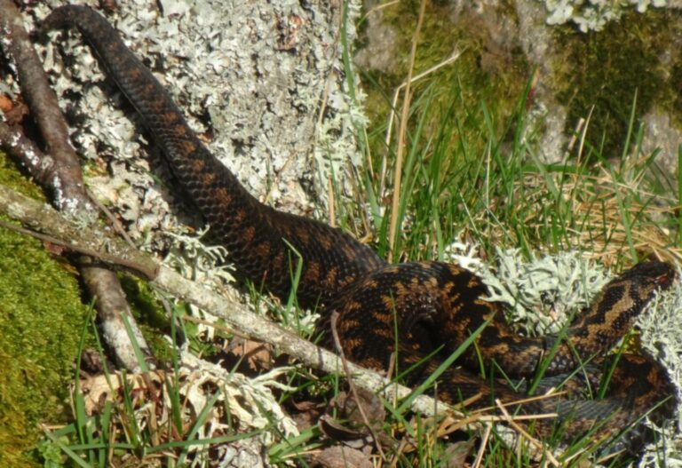 Adders: All you need to know about the UK's only venomous snake