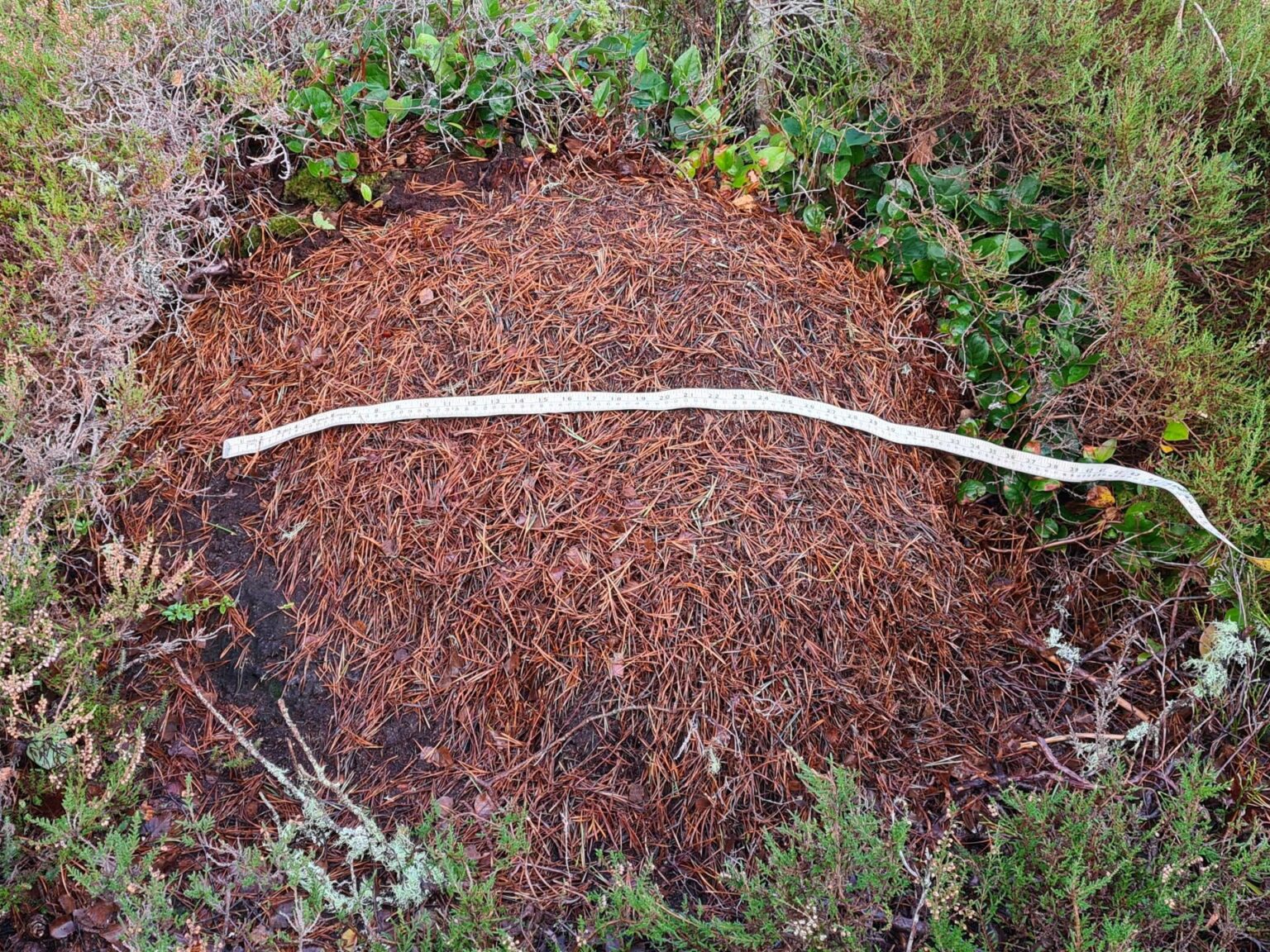 The Anthill Mob come to rescue of hairy climate-hero ants in the Highlands