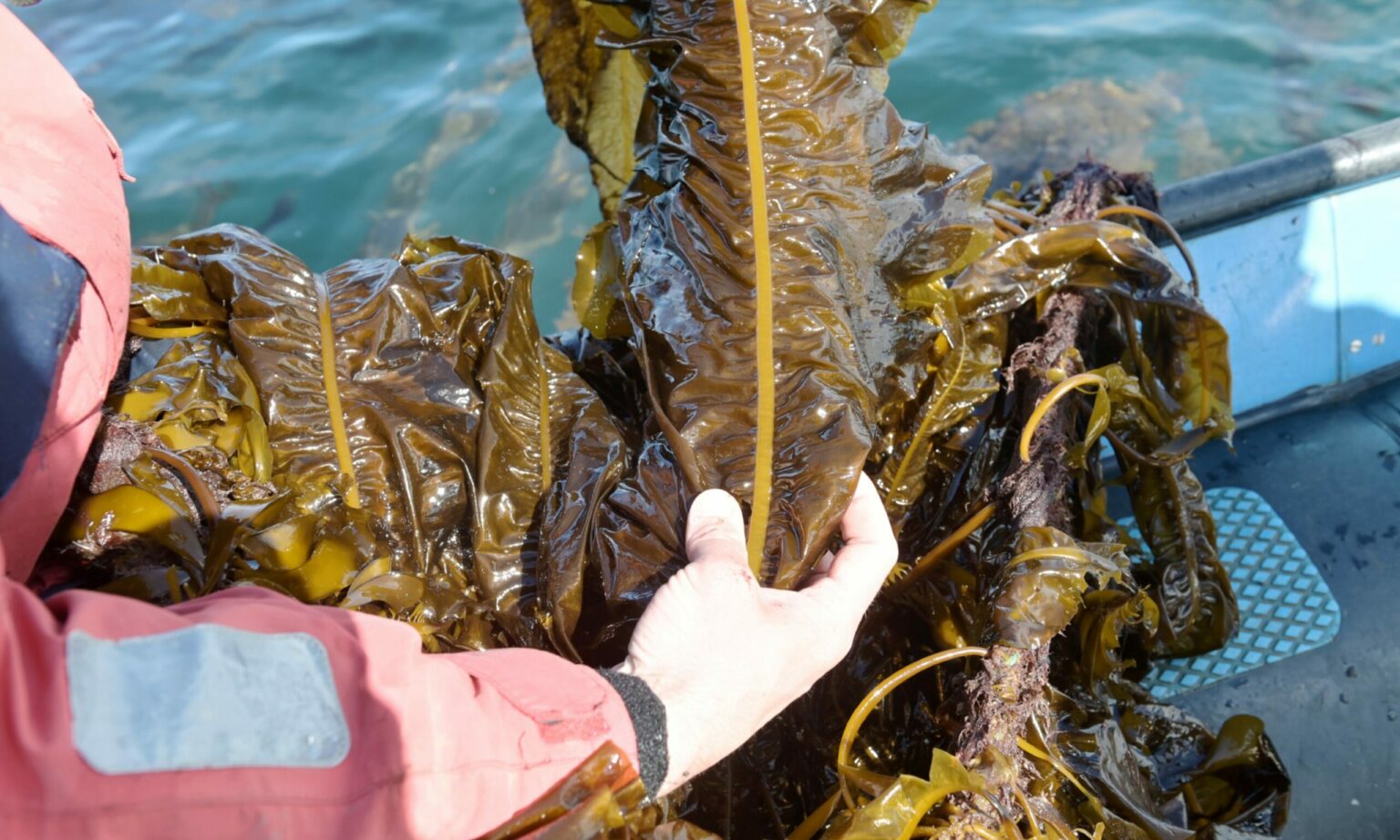 UK's first dedicated Seaweed Academy launched at Oban - Press and Journal