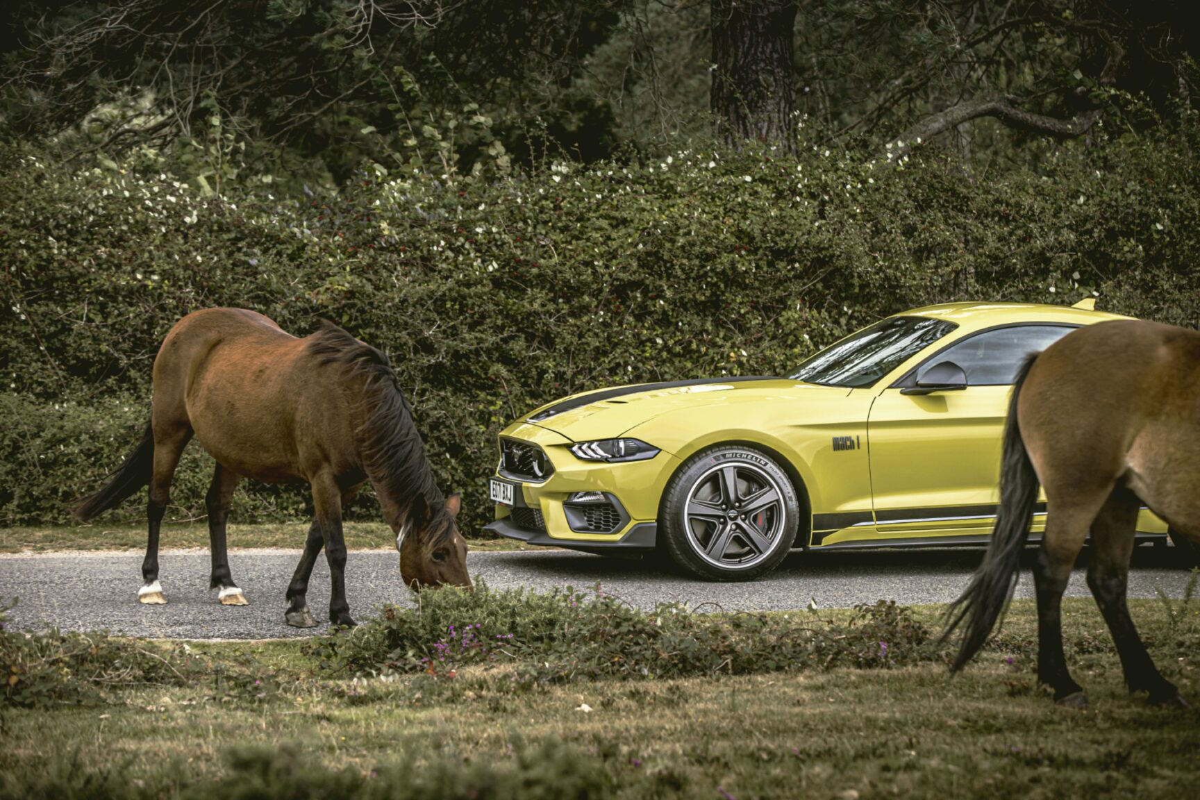 Mighty Mustang Mach 1 muscle car one mean machine - Press and Journal