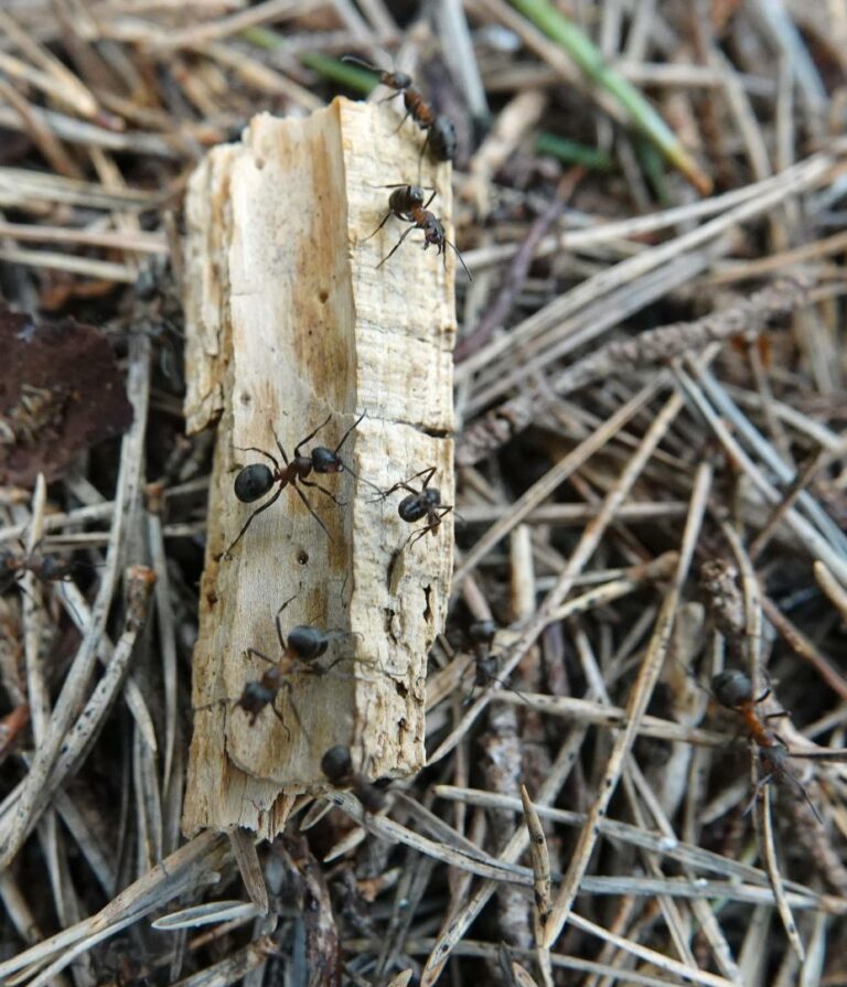 The Anthill Mob come to rescue of hairy climate-hero ants in the Highlands