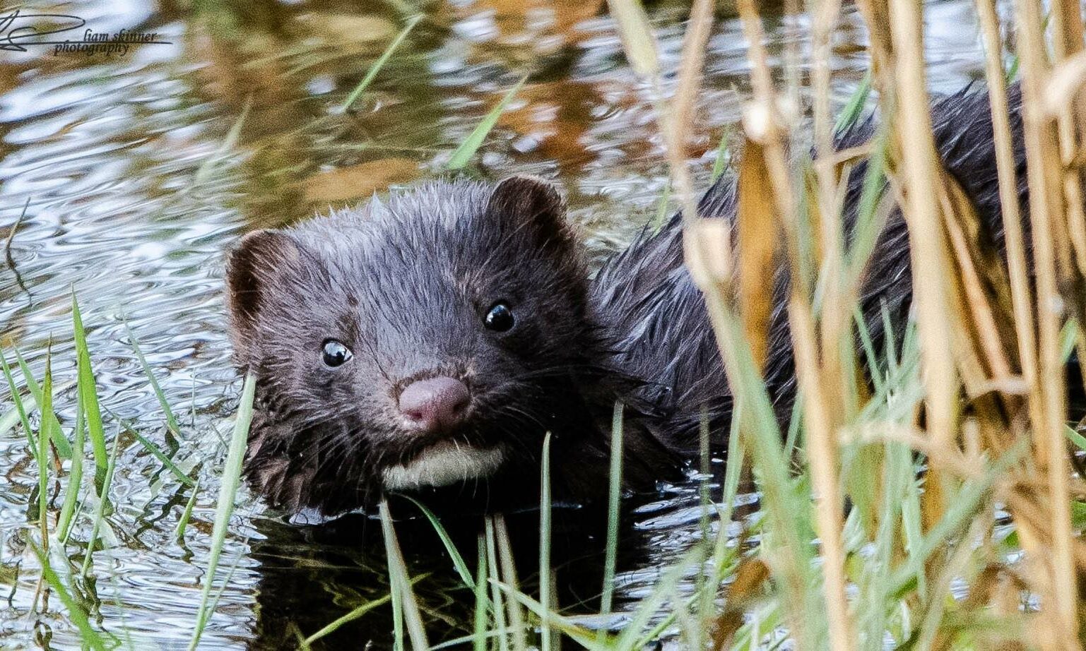 Help wanted in the fight against Aberdeenshire's American Mink problem