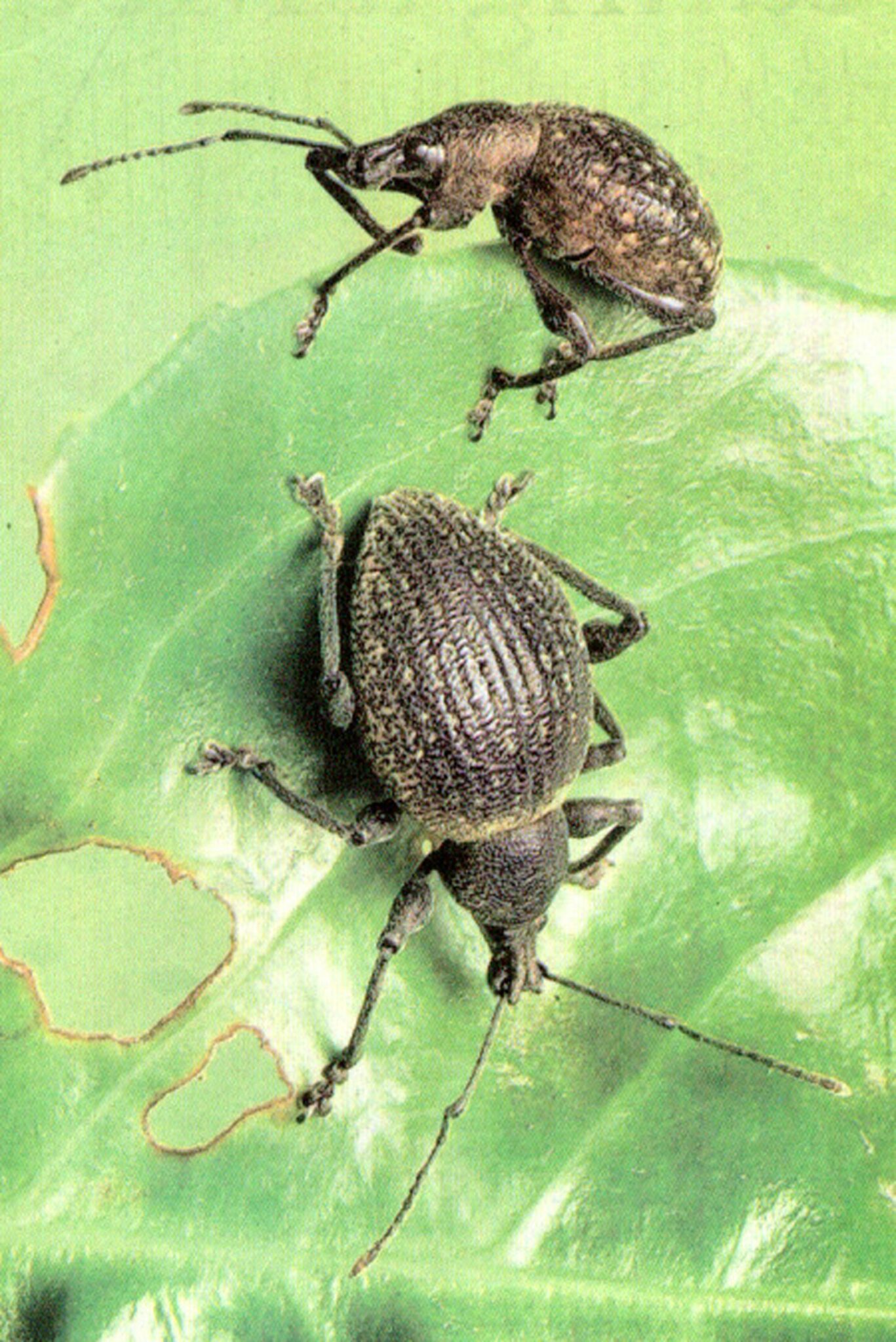 Jim McColl: RHS says word 'pests' to be banned as crowds swarm to Chelsea