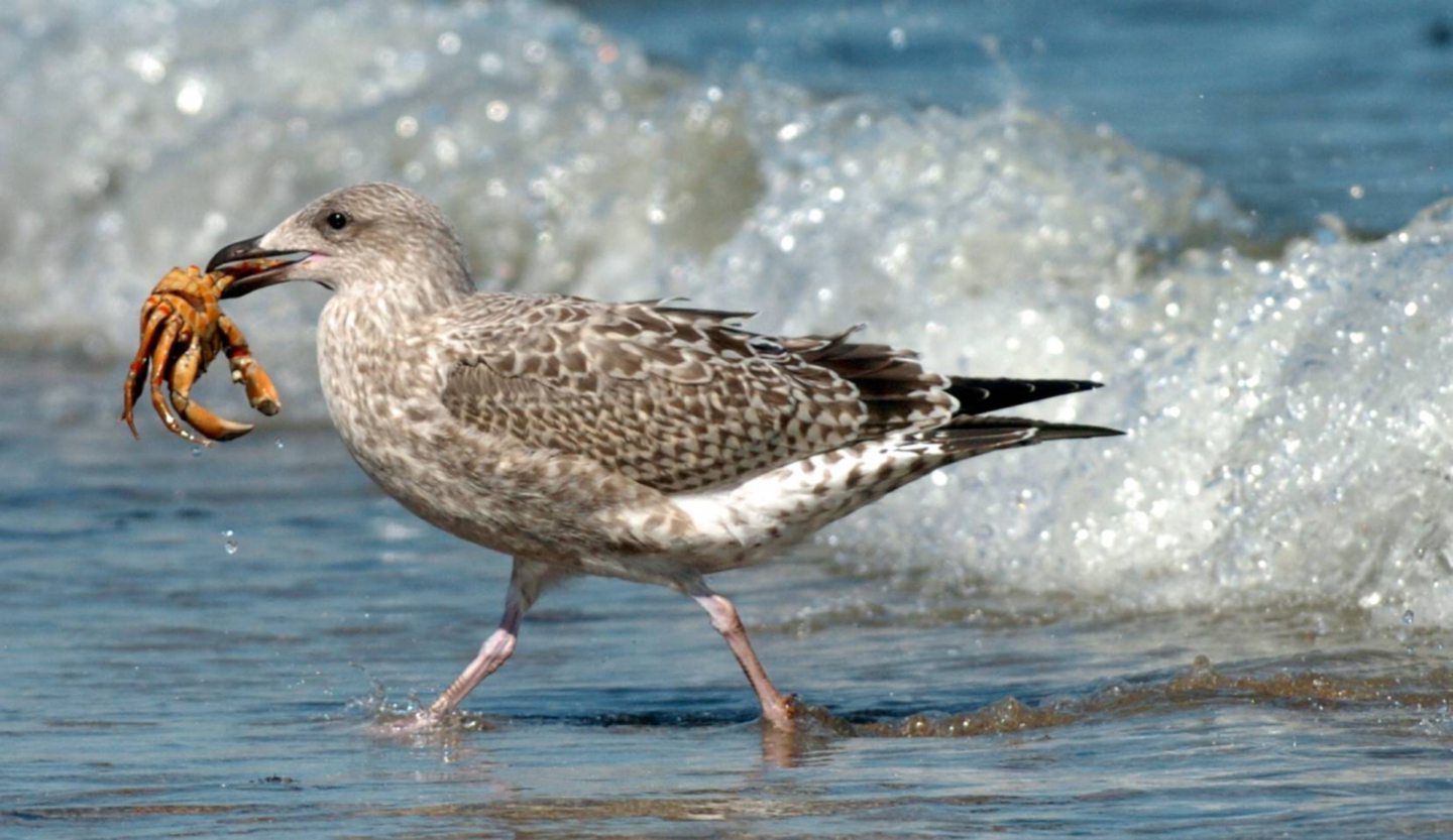 Everything you need to know about seagulls