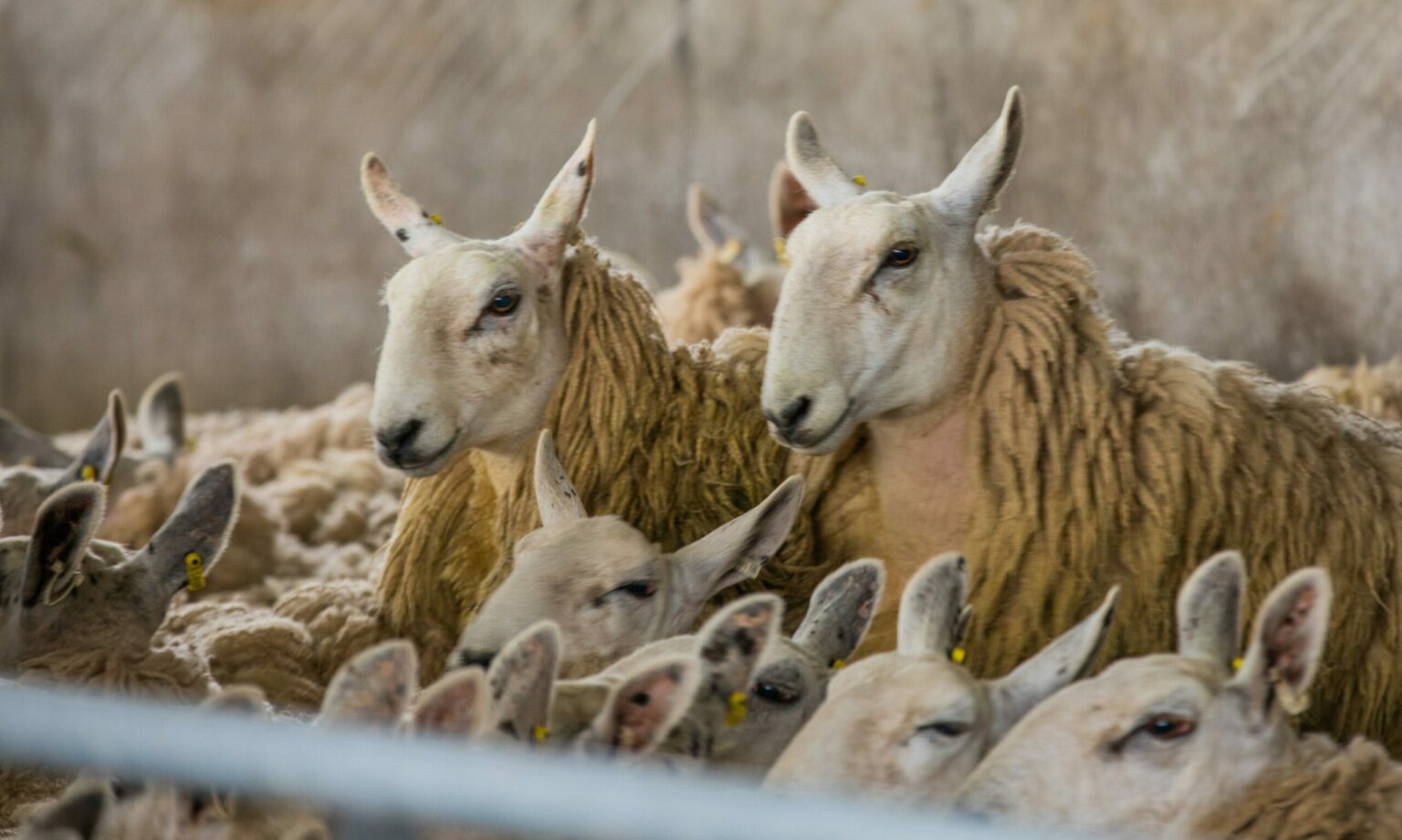 Three pregnant sheep killed by dog in attack on Arisaig farm