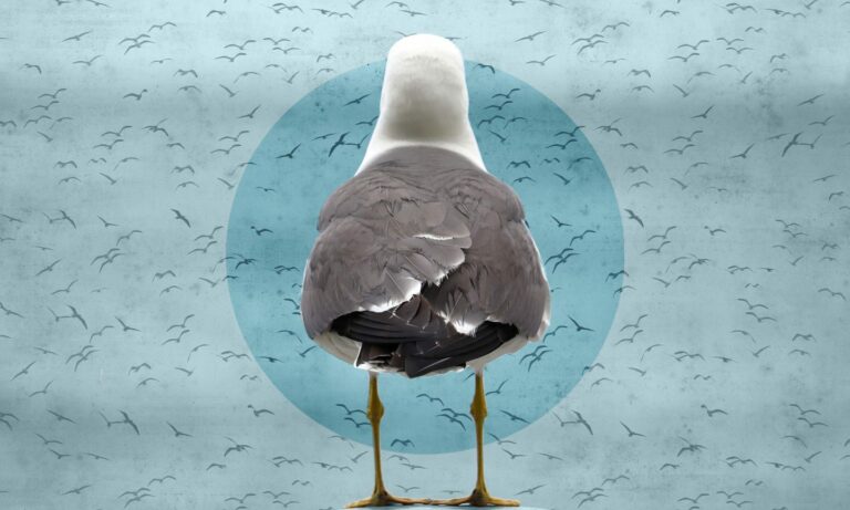 Seagulls | Press and Journal