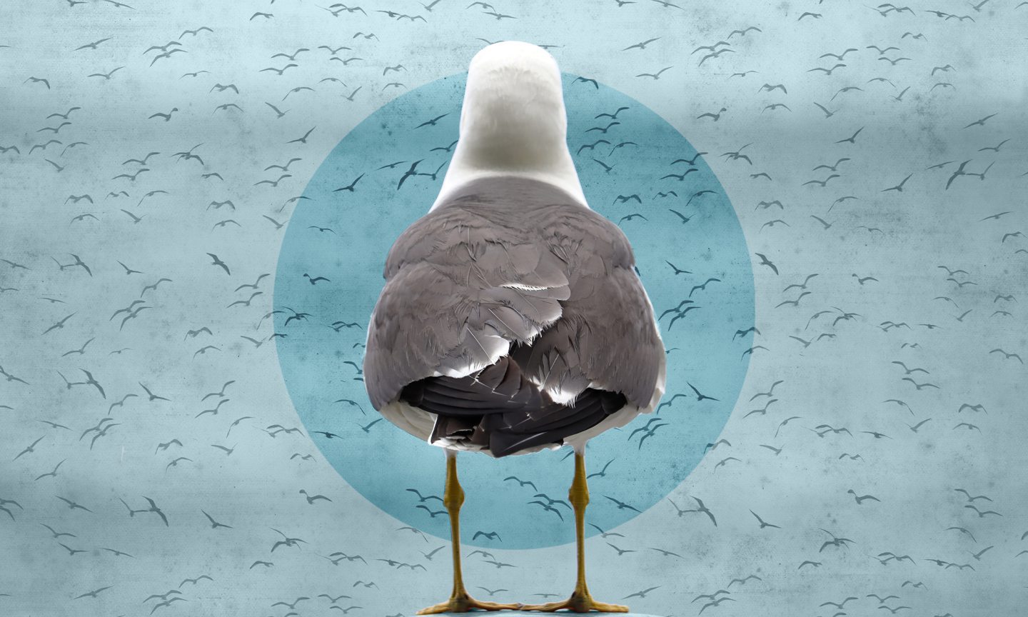 Everything you need to know about seagulls