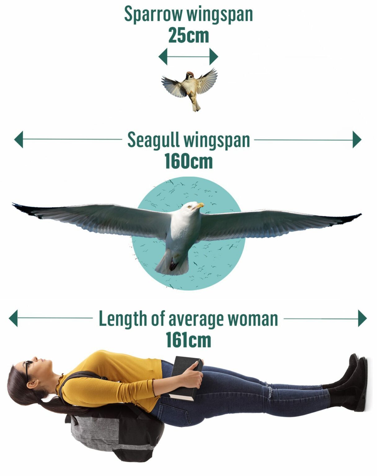 Everything you need to know about seagulls