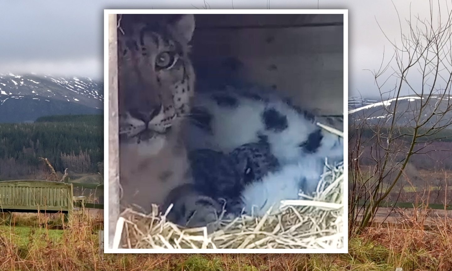 Highland Wildlife Park confirms arrival of three snow leopard cubs