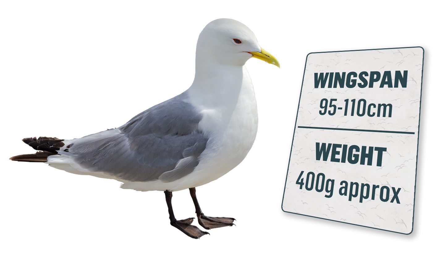 Gull identification guide: What are the different types of gulls?