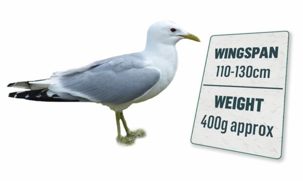 Gull identification guide: What are the different types of gulls?