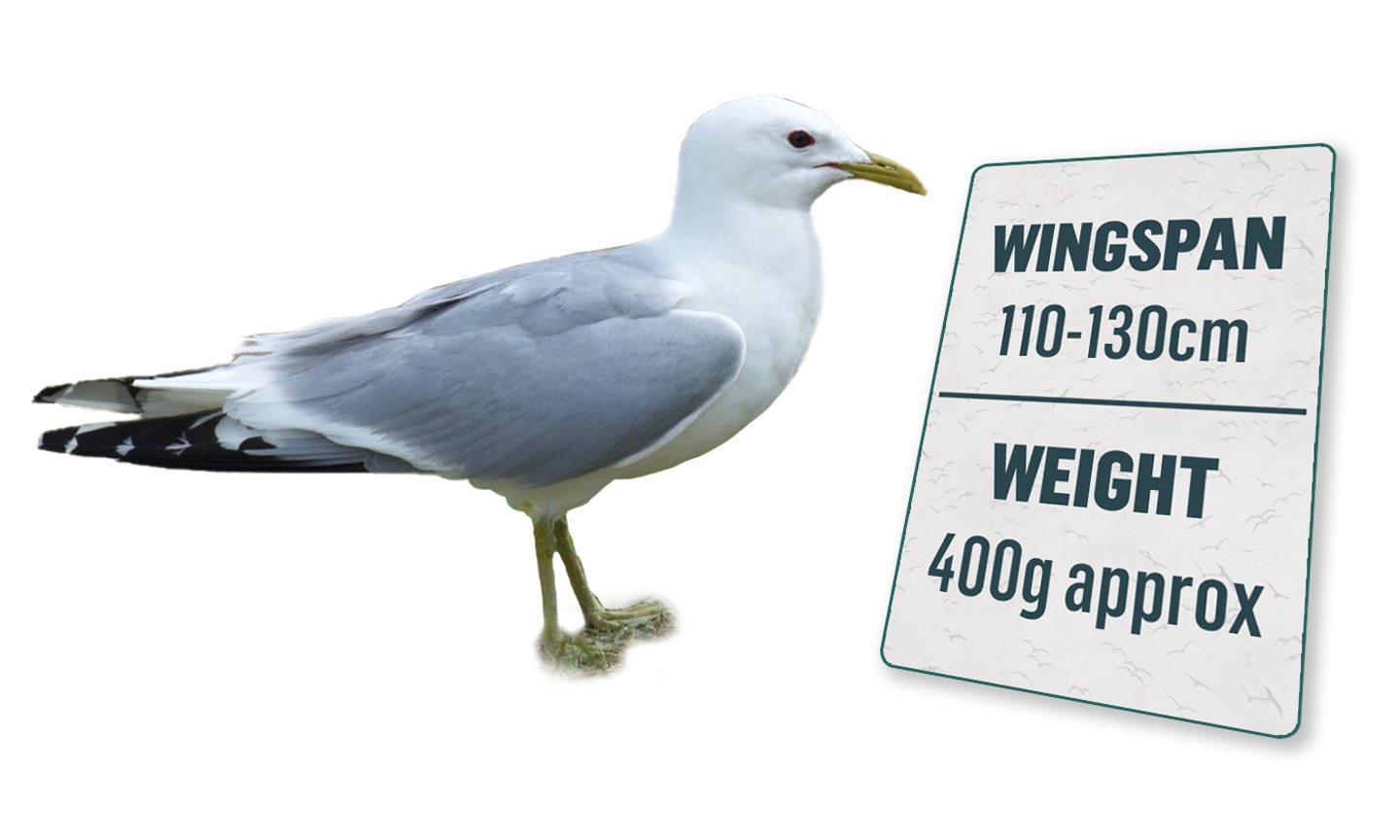 Gull identification guide: What are the different types of gulls?