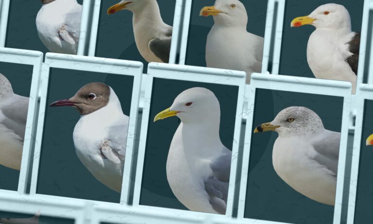 Gull identification guide: What are the different types of gulls?
