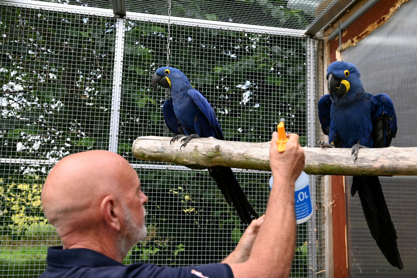 Meet the Aberdeenshire man with 90 parrots