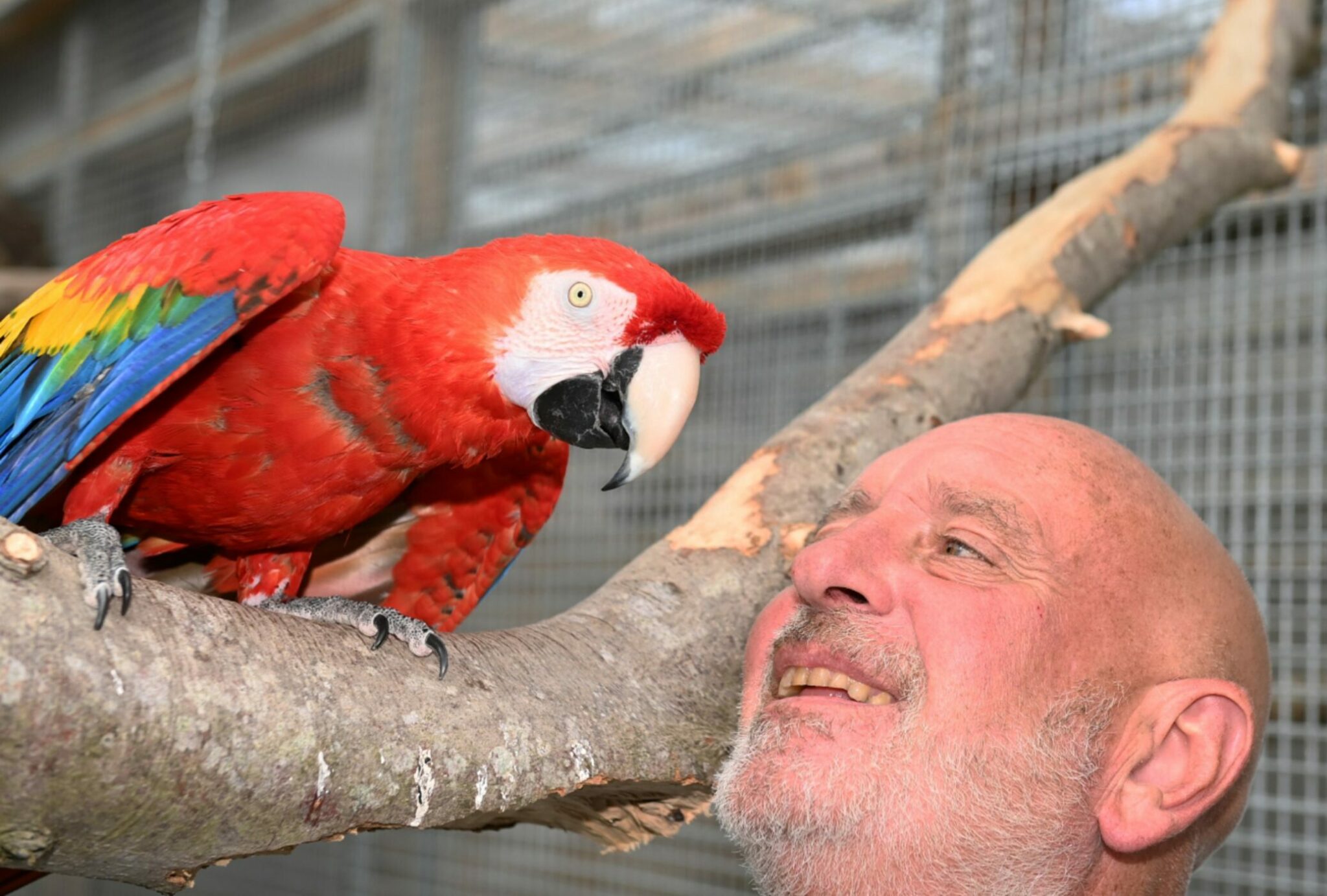 Meet the Aberdeenshire man with 90 parrots