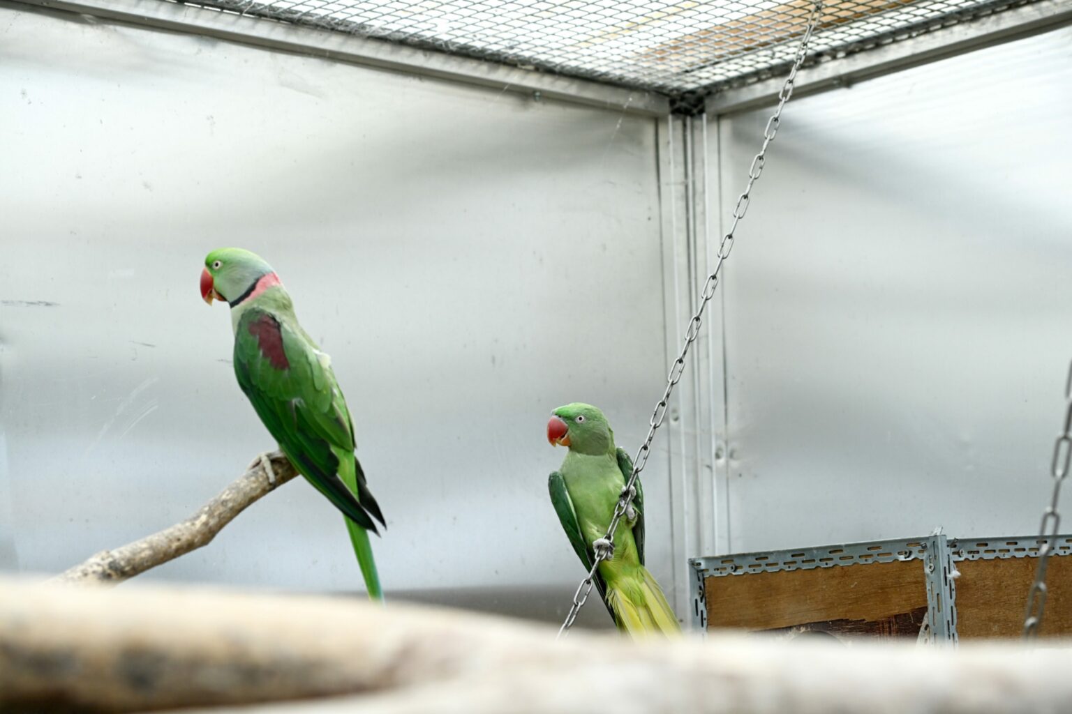 Meet the Aberdeenshire man with 90 parrots