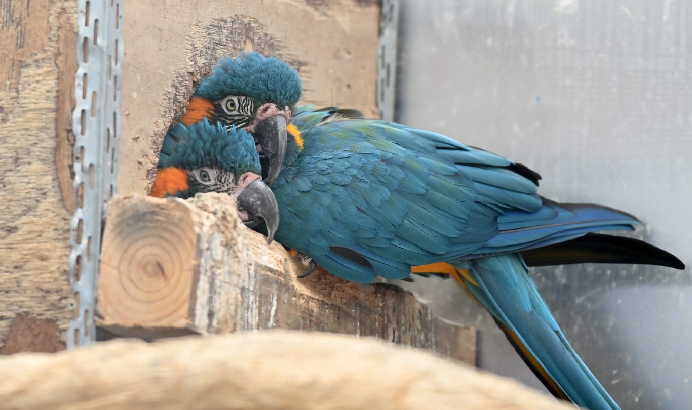 Meet the Aberdeenshire man with 90 parrots