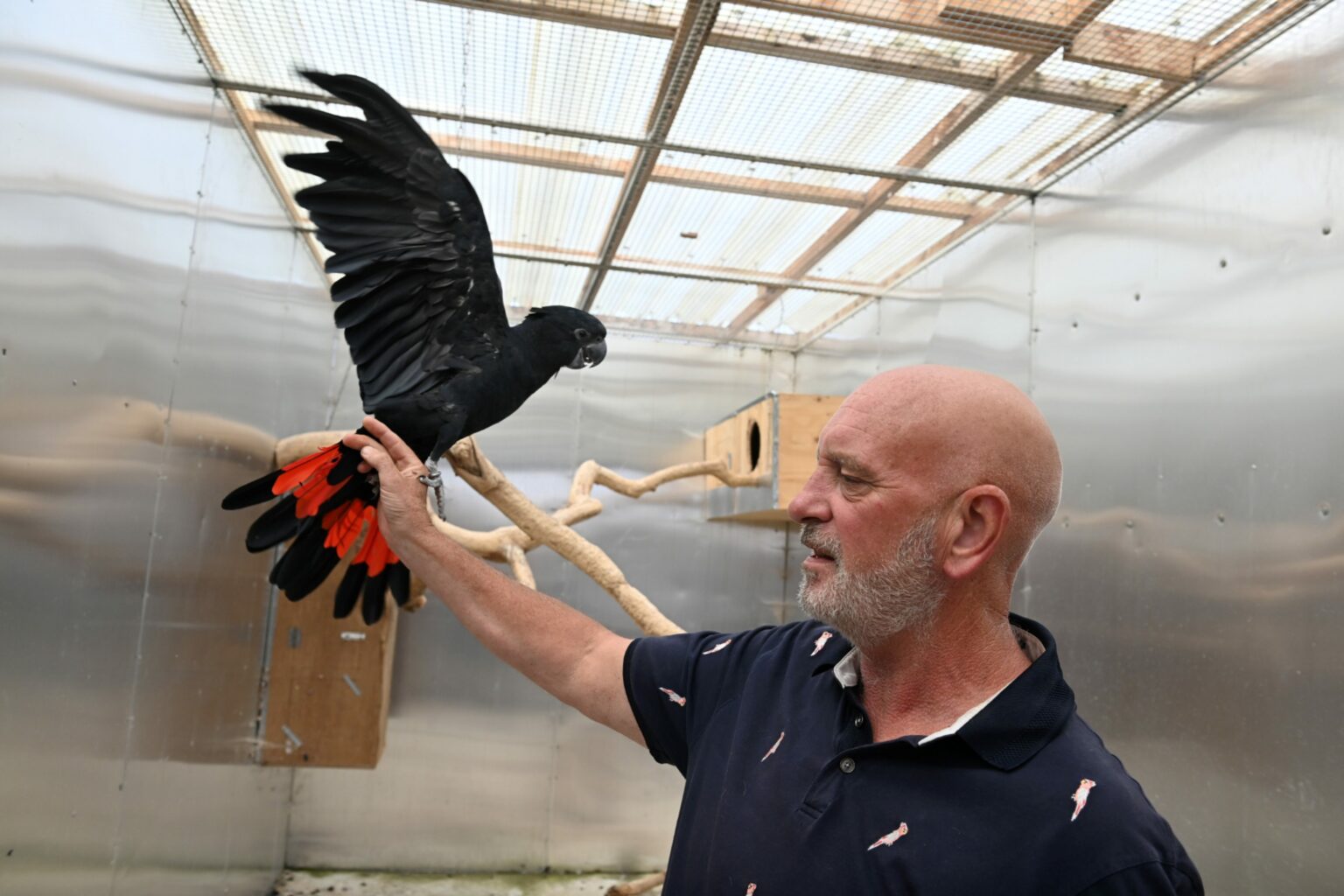Meet the Aberdeenshire man with 90 parrots