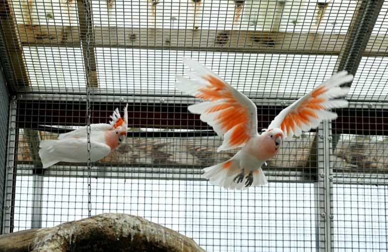 Meet the Aberdeenshire man with 90 parrots