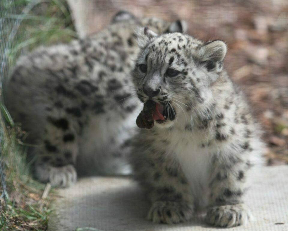 Three snow leopard cubs at Highland Wildlife Park named - Press and Journal