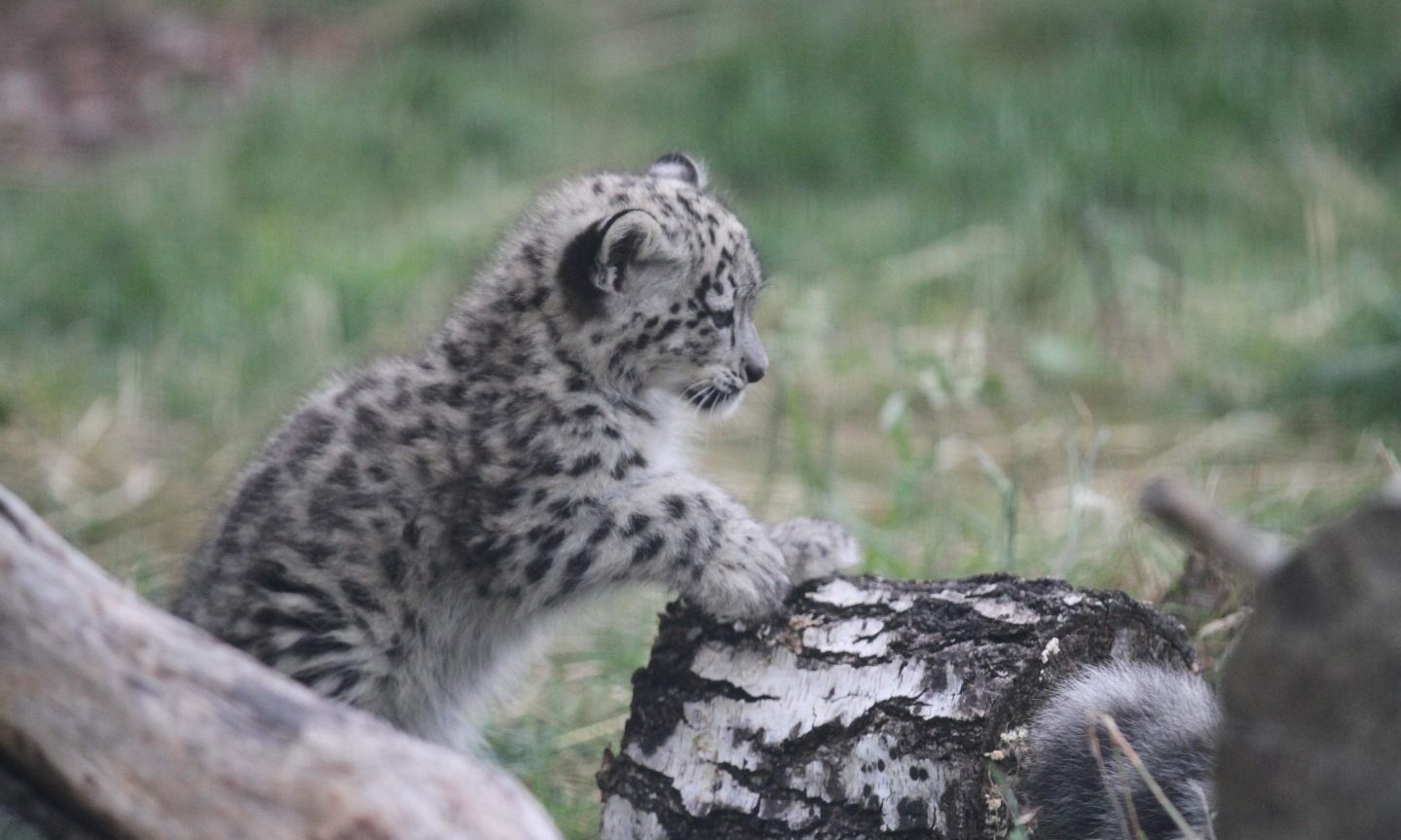 Three snow leopard cubs at Highland Wildlife Park named - Press and Journal
