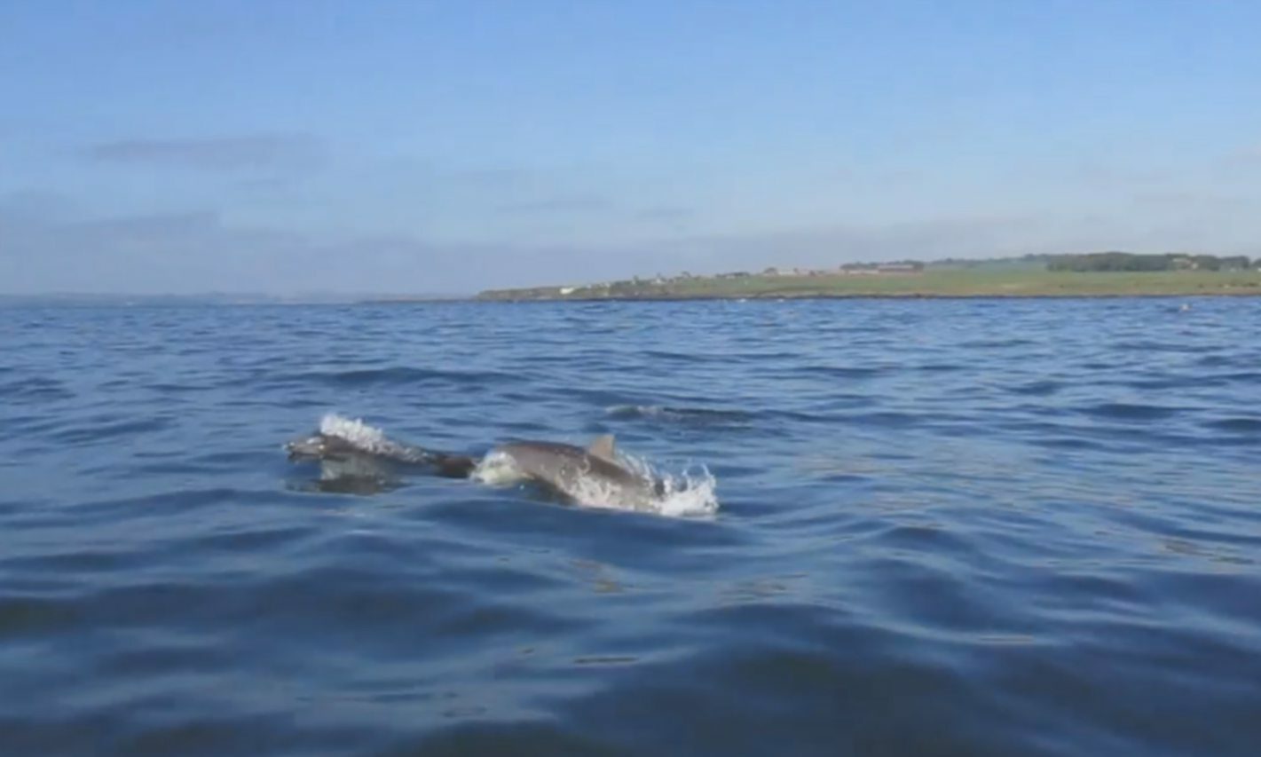 Humpback whale spotted off the coast of St Cyrus for first time in five years - Press and Journal