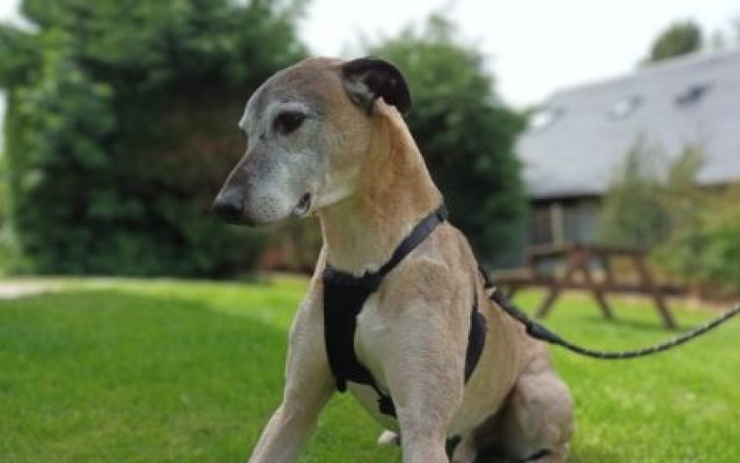 Rescue dog in Inverness still looking for new home after 500 days