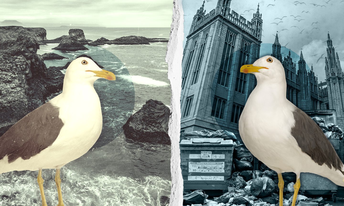 The inside story of why seagulls moved from coast homes to cities