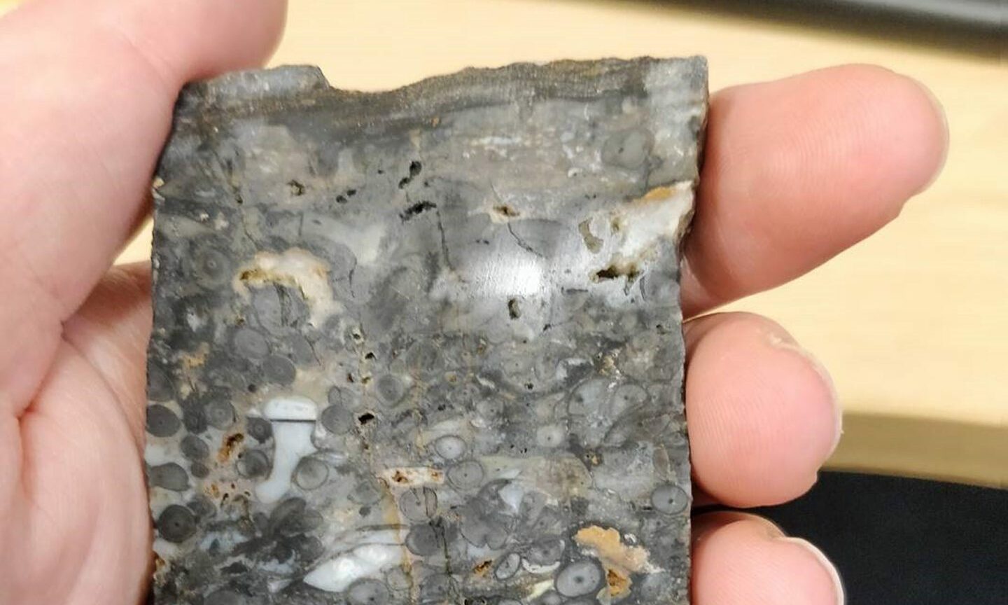 How primitive plants from Aberdeenshire village transformed Earth