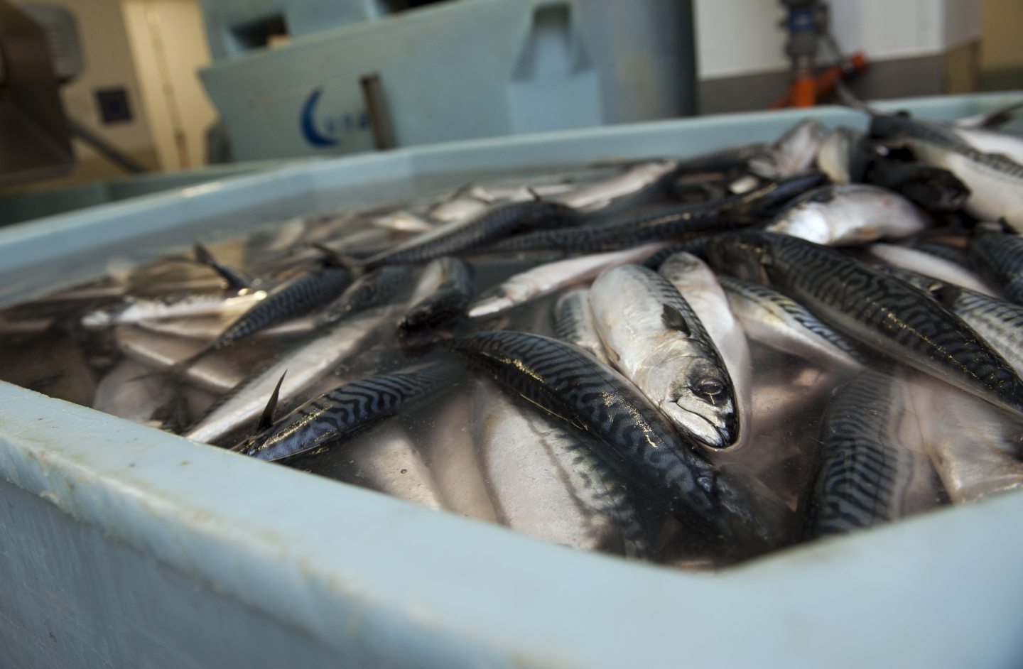 Work starts on £30 million fish processing expansion in Peterhead