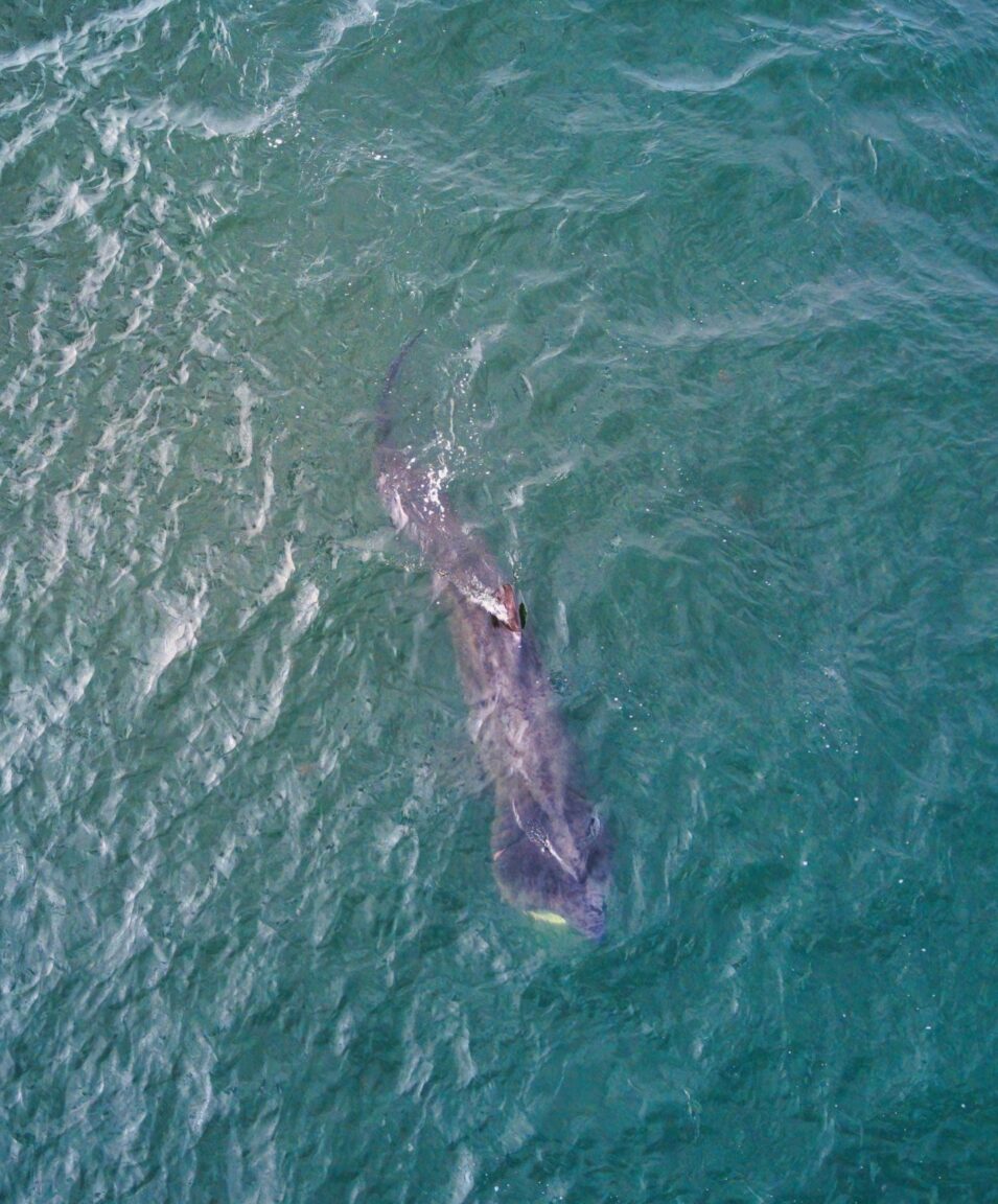 Watch: Basking shark spotted from Strathlene shore - Press and Journal