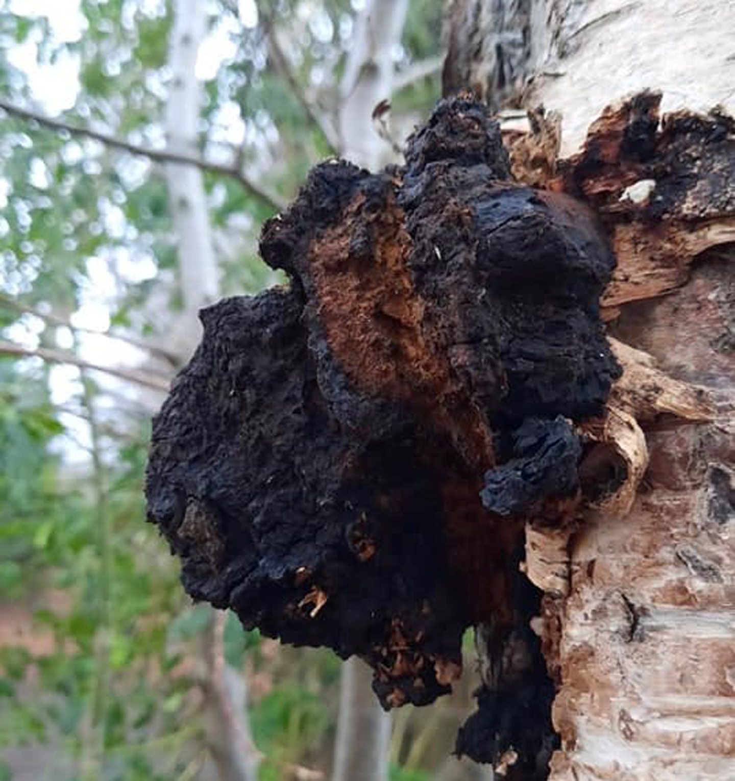 Aberdeen foraging expert's guide to mushroom picking in Scotland