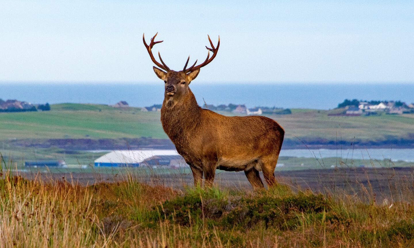 Culling of tame deer to continue in Kinlochleven but not within village ...