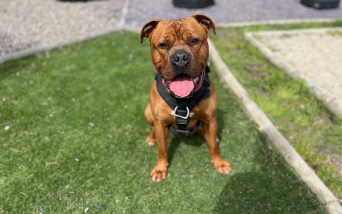 Rosie, Dart and Pablo are looking for new homes - can you help?