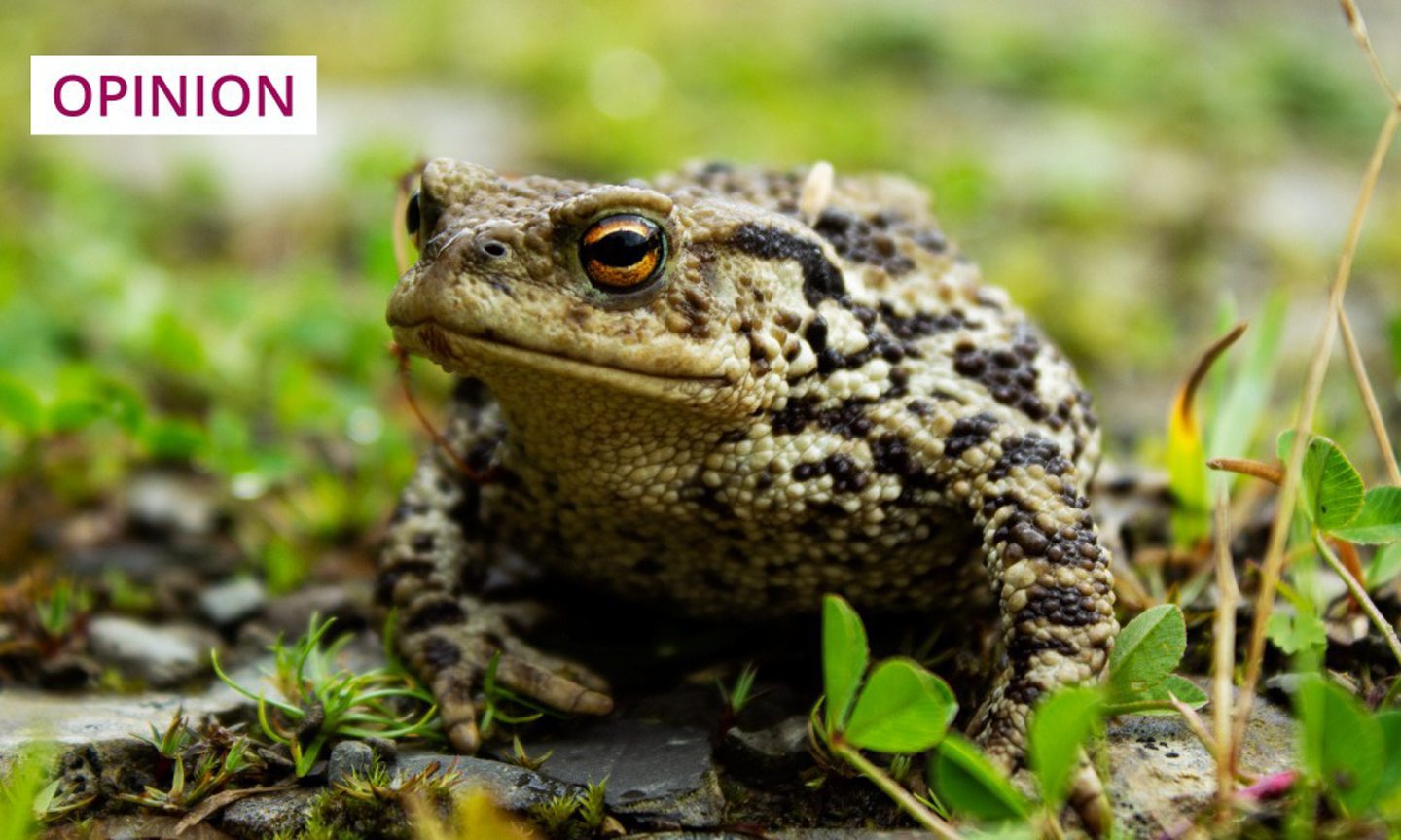 Ben Dolphin: Is it silly to get attached to a toad?