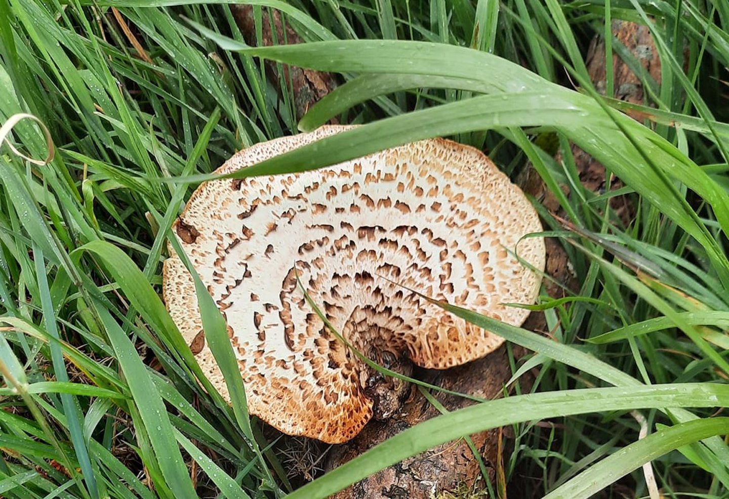 Aberdeen foraging expert's guide to mushroom picking in Scotland