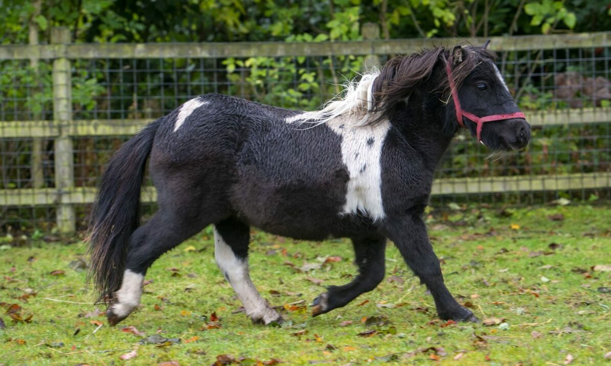 Competition to name Shetland pony at Hazlehead's Pets' Corner