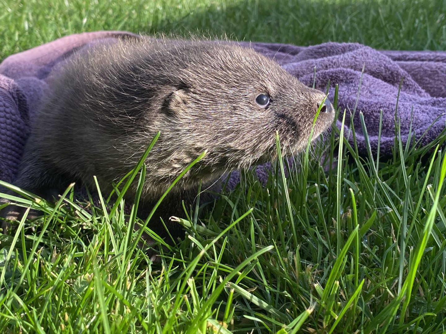 Shetland otter fed kitten milk after mother run over by car