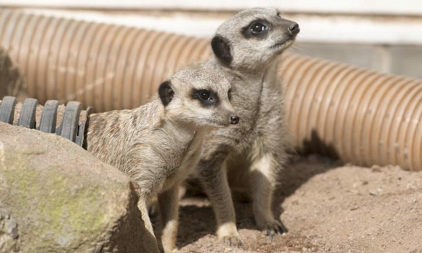 Competition to name Shetland pony at Hazlehead's Pets' Corner