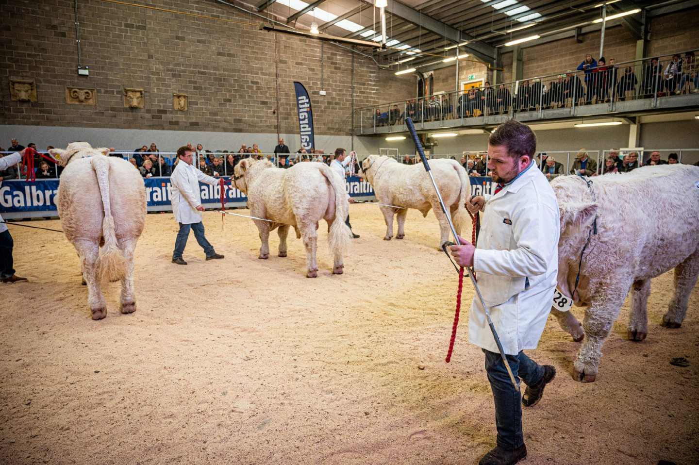 Sian Sharp takes on new role with British Charolais Cattle Society ...