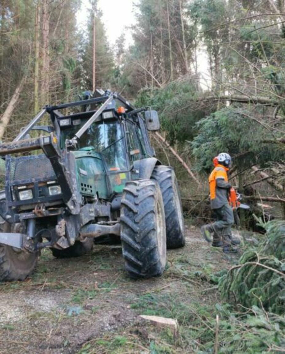 Storm Arwen-damaged Scolty Hill trees find new life in river project