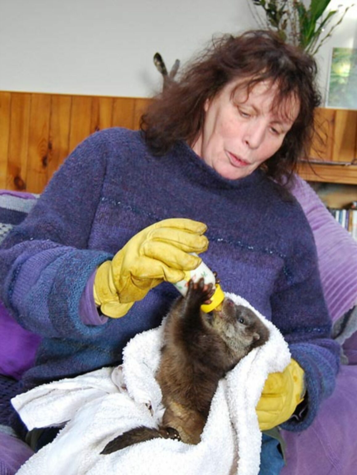 Shetland otter fed kitten milk after mother run over by car