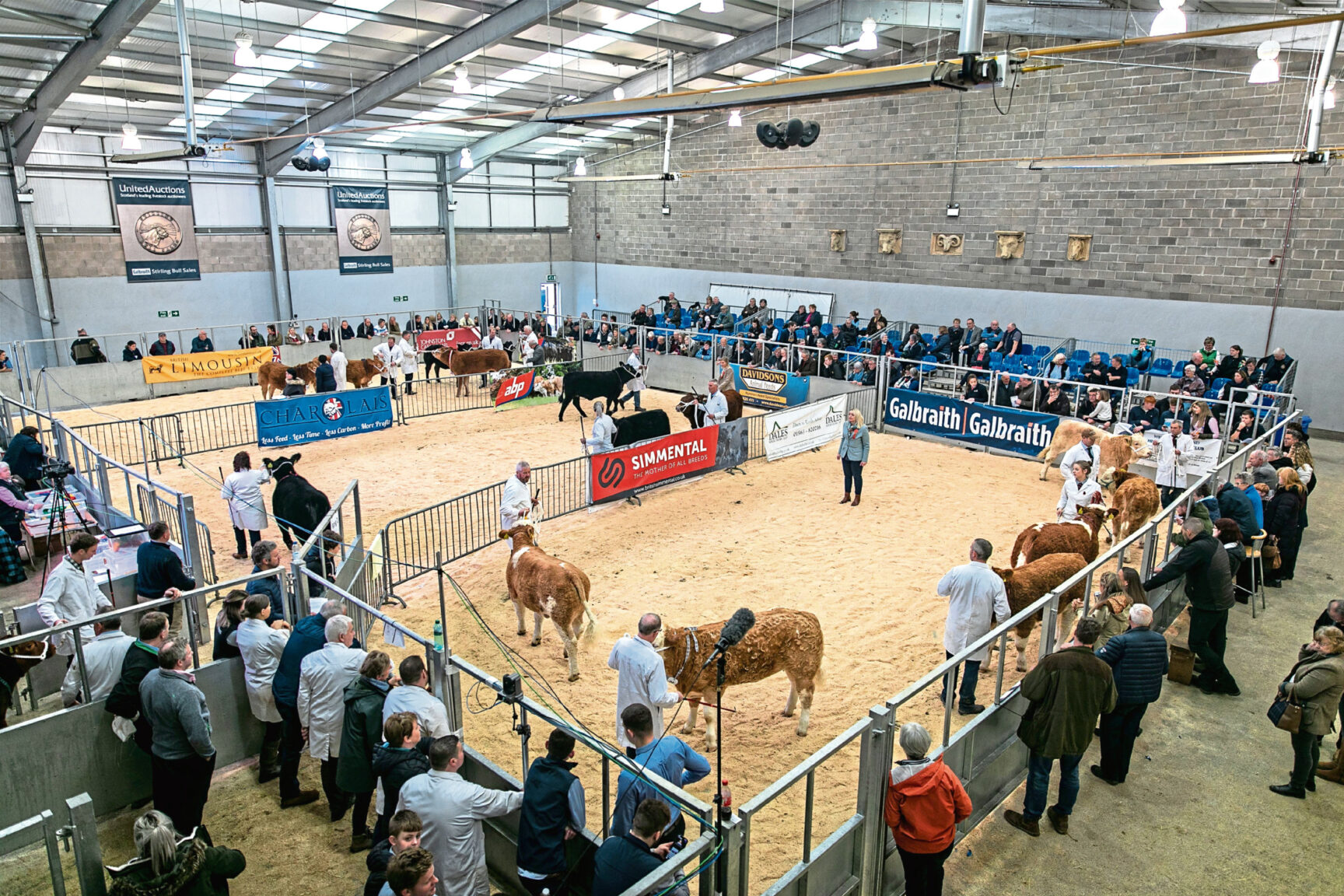 Stars of the Future Calf Show: Record-breaking number of entries
