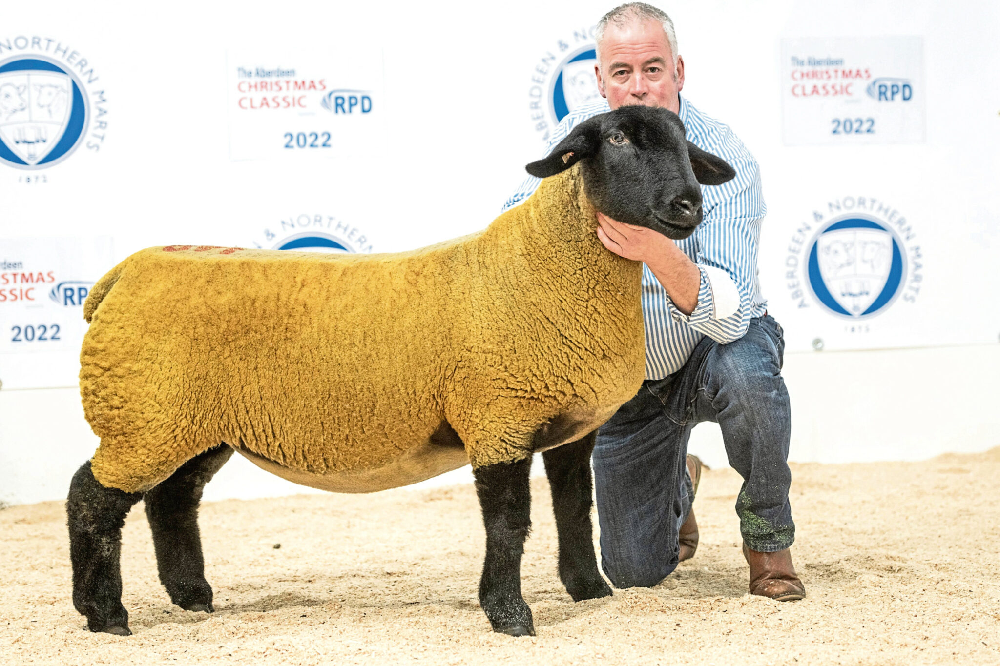 Milnbank Texel female sells for centre record at Aberdeen Christmas Classic