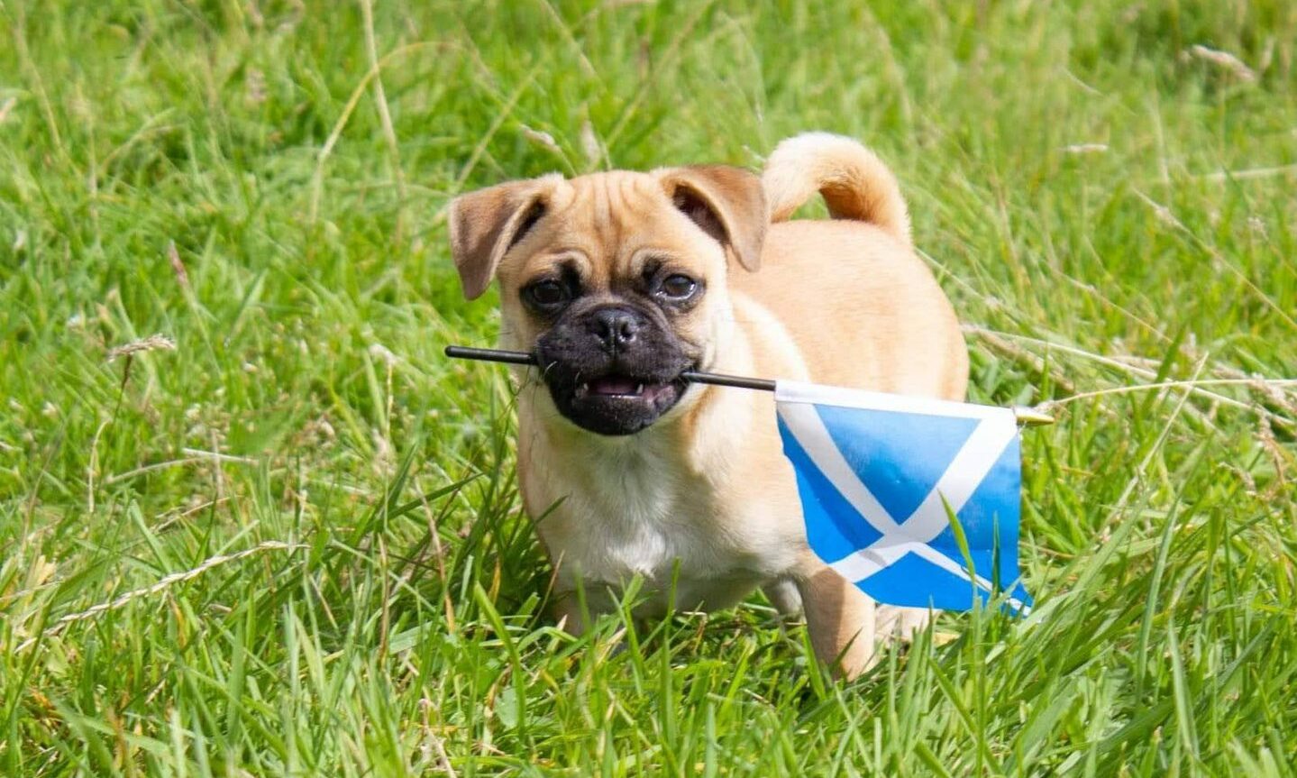 Keith dog owner's plea for help with surgery to fix pet's breathing