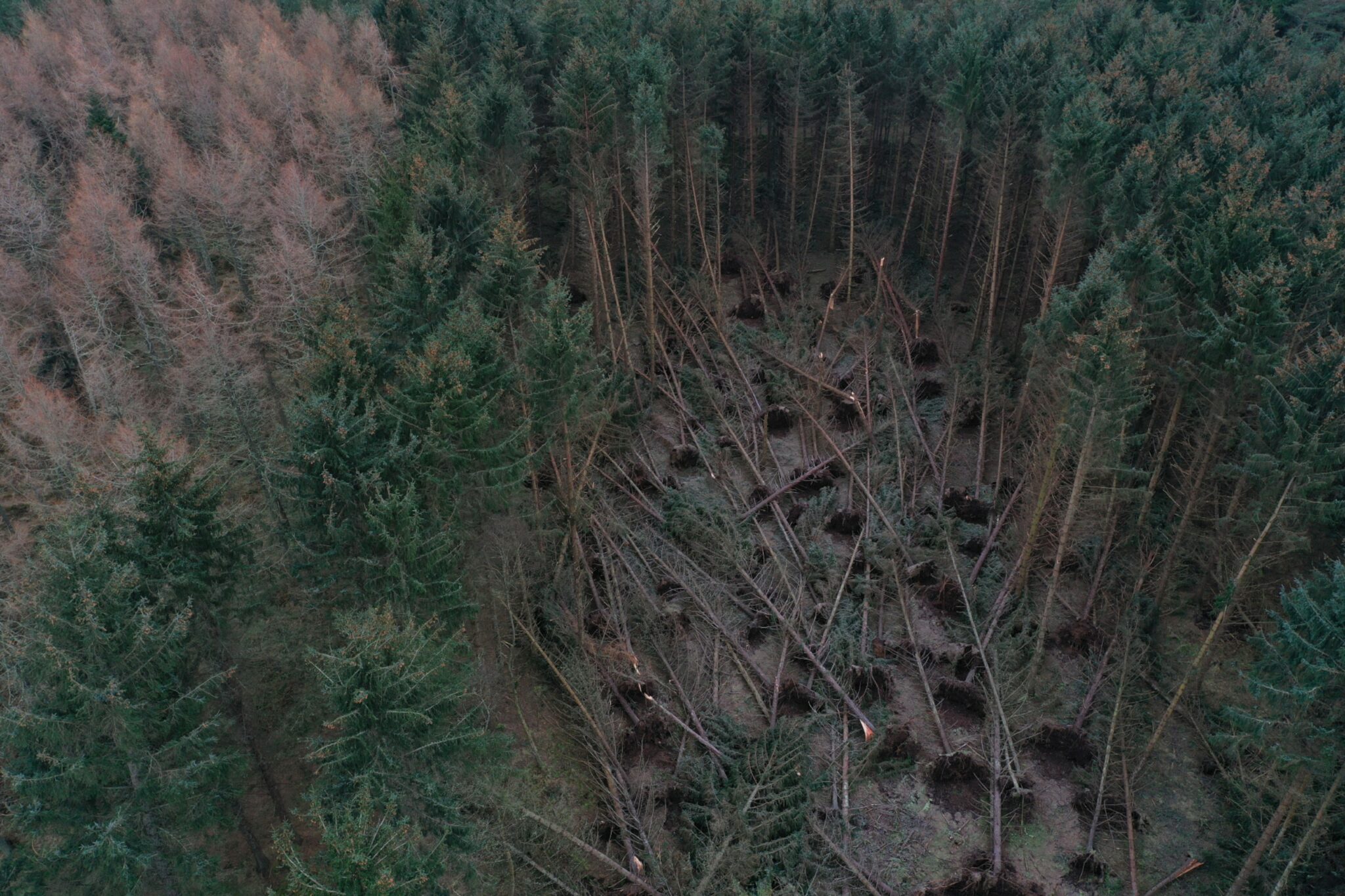 Storm Arwen: Interactive map shows scale of forest devastation