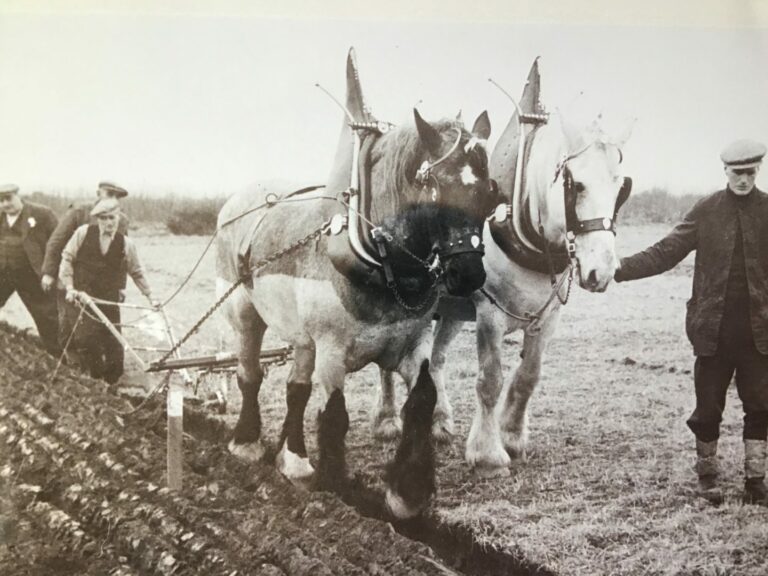 When champion plough ladies became celebrities with work superior to ...