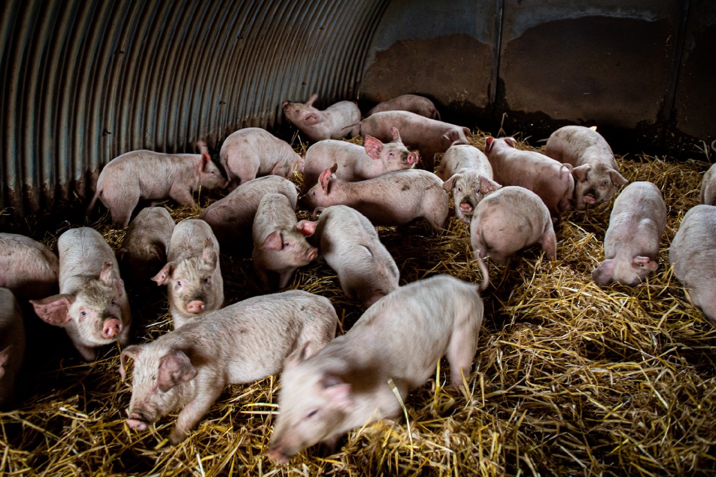 Sixteen-year-old farmer launches butchery in Rothienorman