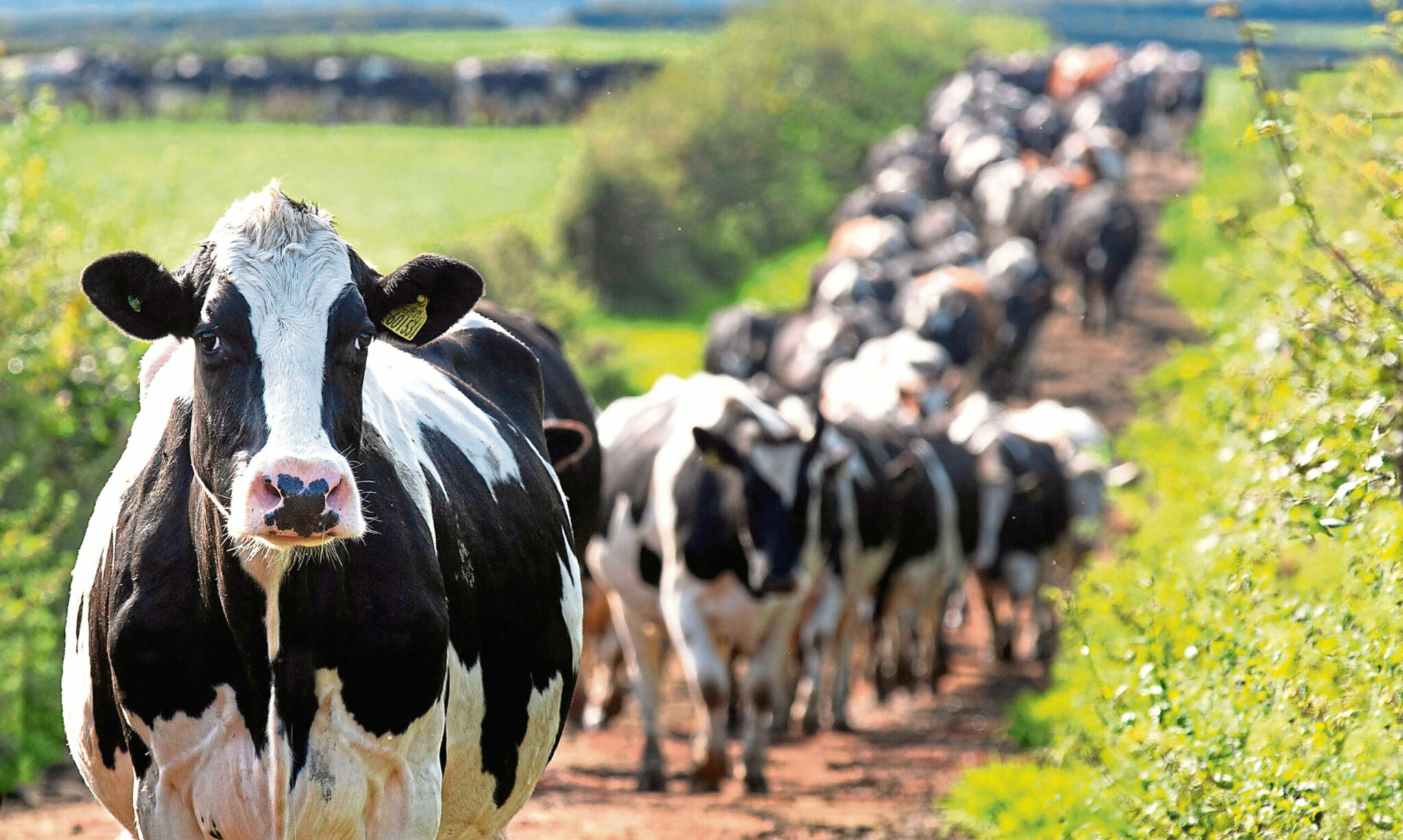 Scottish and UK Farming News | Press and Journal Farming