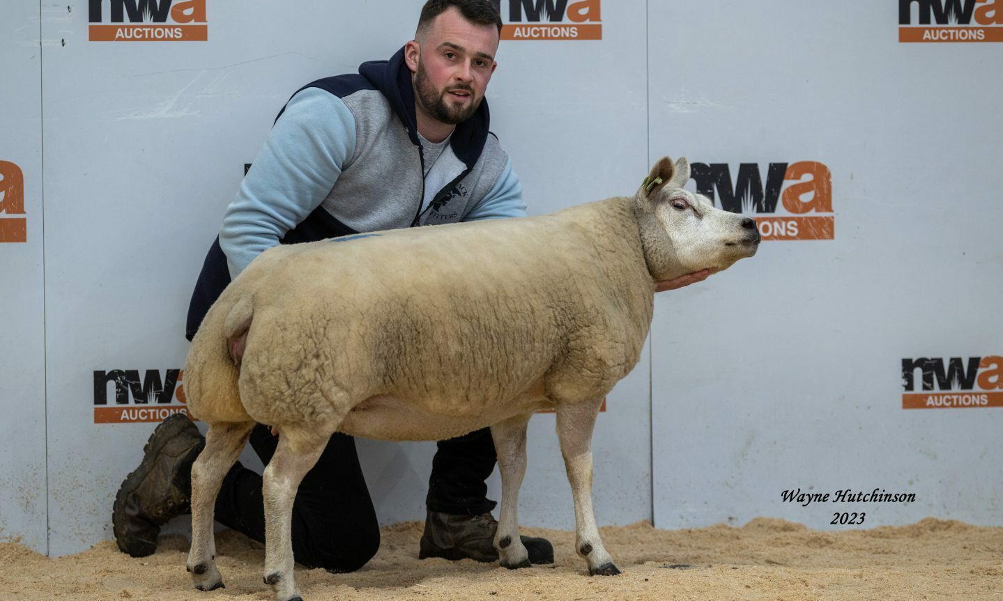 Scottish success at J36 pedigree sheep sales - Press and Journal